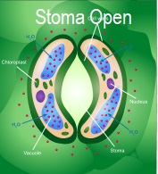 Anim Agro Technology: KLOROFIL DAN FUNGSINYA