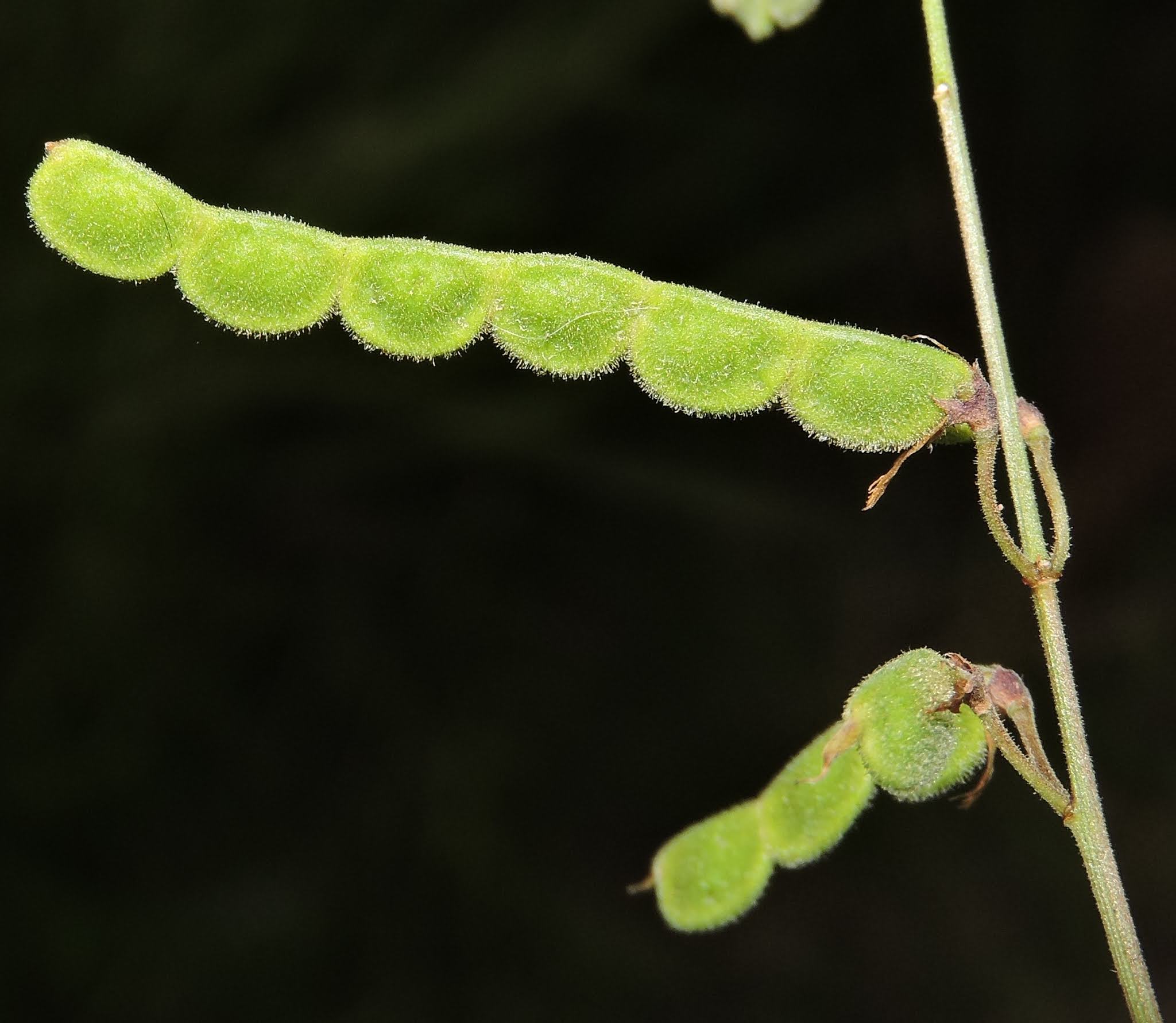 Fabaceae - Leguminosae no Brasil: Fabaceae - Desmodium incanum (Sw.) DC ...