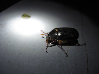 Normal Biology: Late Night Beetle Collecting