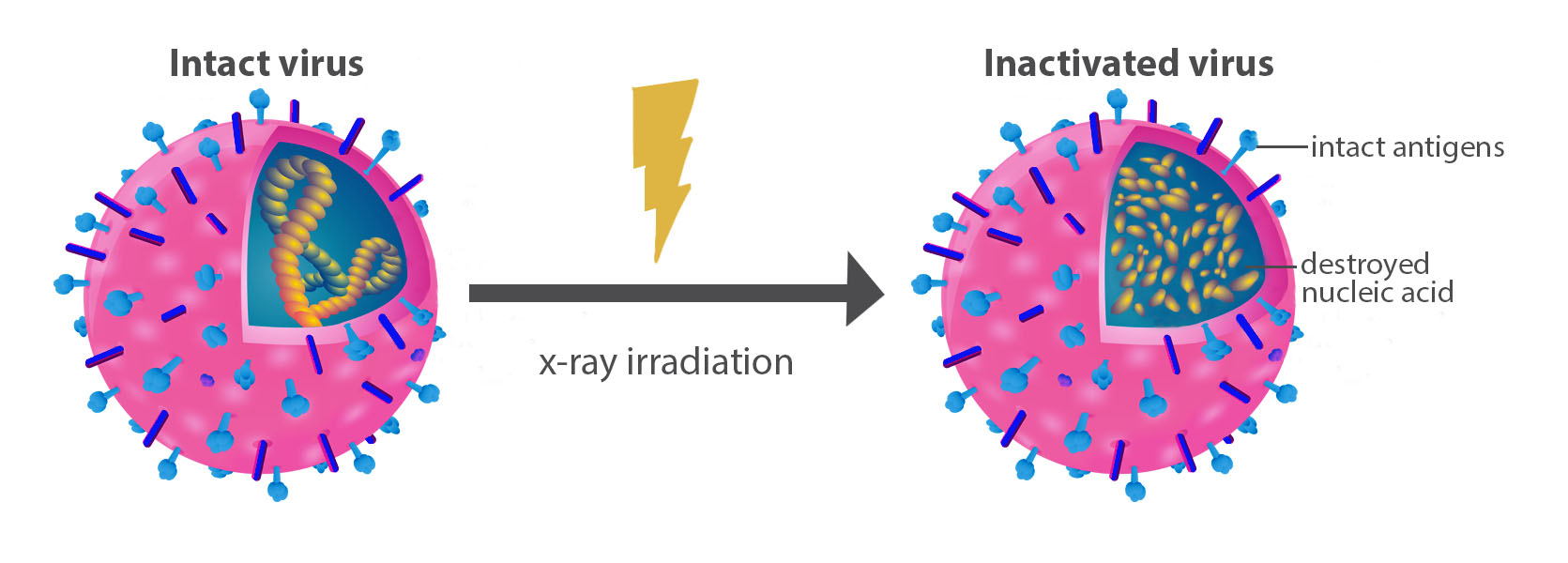COVID-19 vaccines and how they boost immunity
