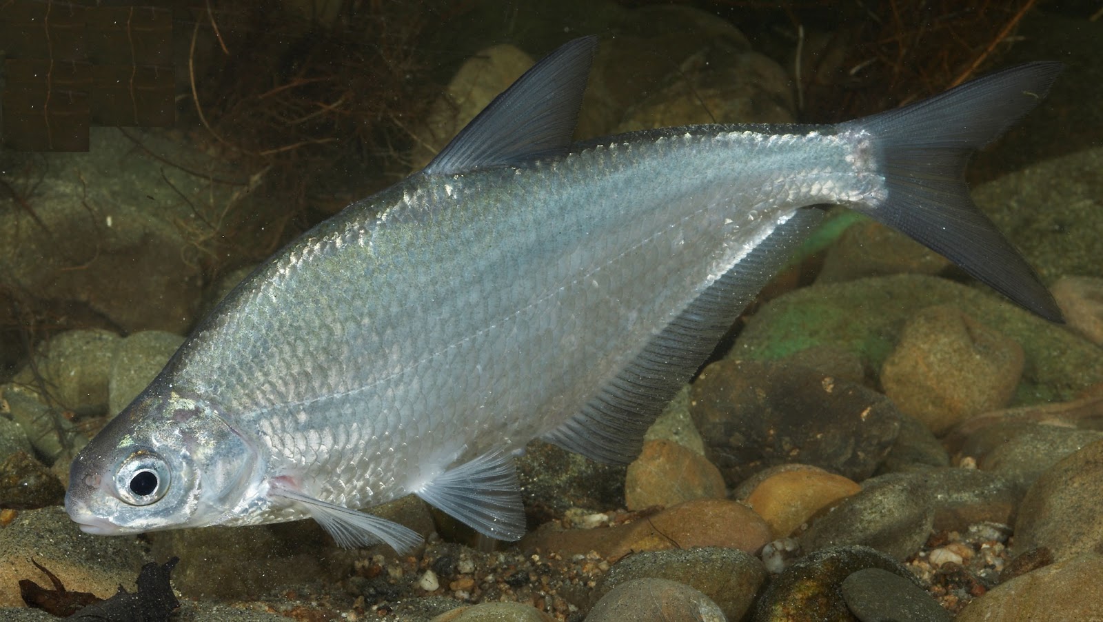 PESCARUL SINGURATIC: Platica