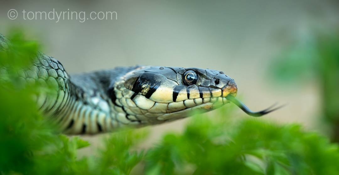 TOM DYRING WILDPHOTO / NN