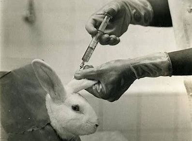 Pyrogen Test and Its Determination Using Rabbits