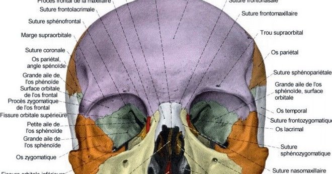 L'anatomie crânienne | www.epshypnoseblogspot.com