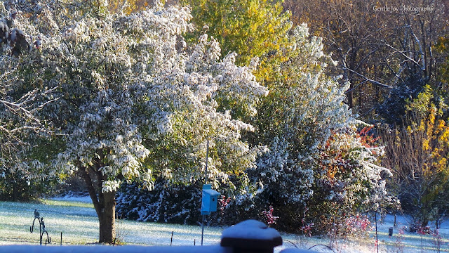 Gentle Joy Photography: Fall and Snow Pictures
