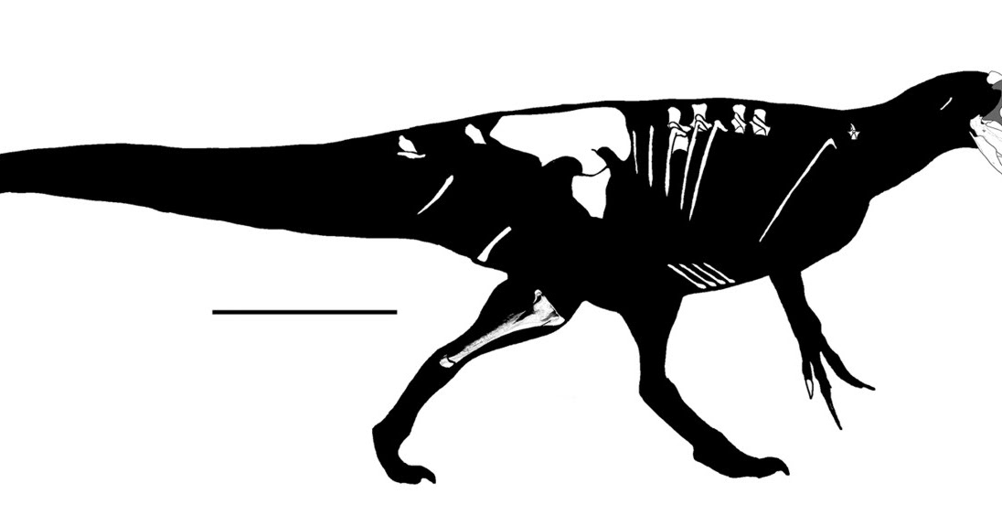 Paleosur: New Megaraptoran Dinosaur (Dinosauria, Theropoda ...