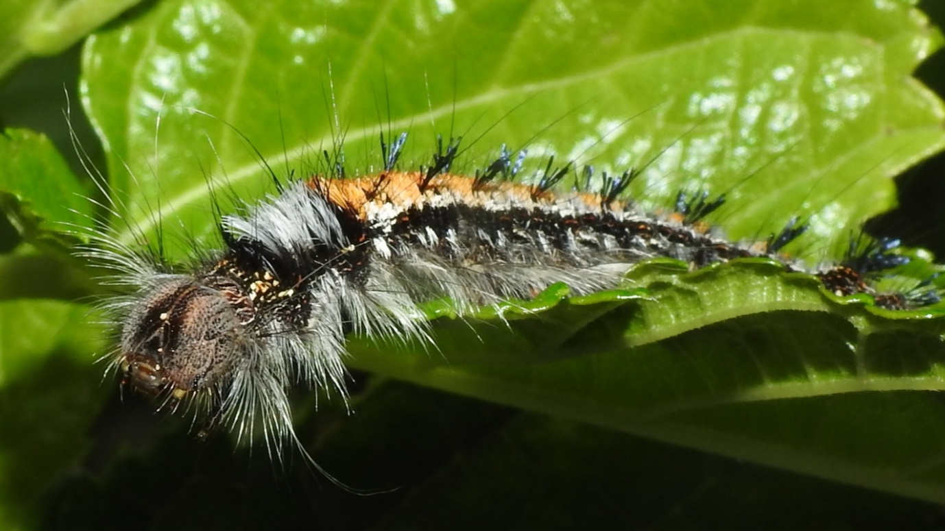 台灣-鳥類與昆蟲-自然觀察記錄: 馬尾松枯葉蛾/赤松毛虫 Dendrolimus punctatus/枯葉蛾科 Lasiocampidae