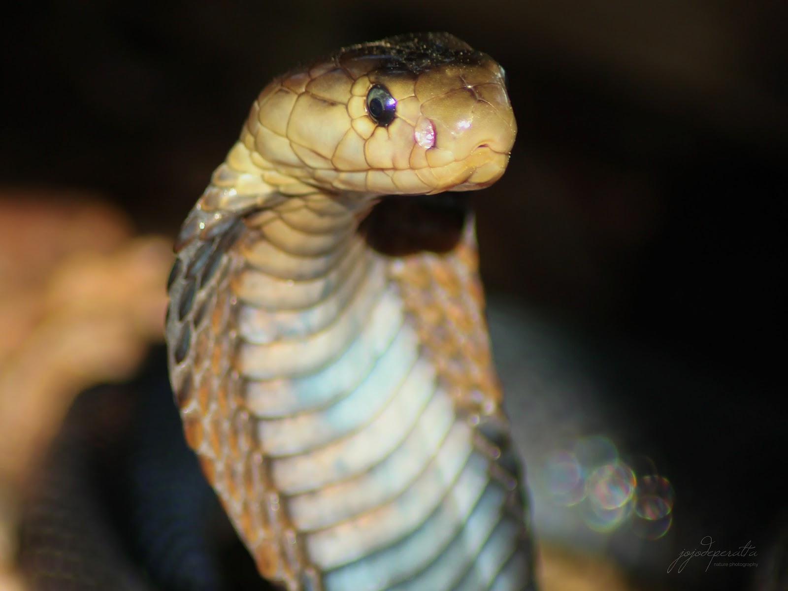Palawan Spitting Cobra
