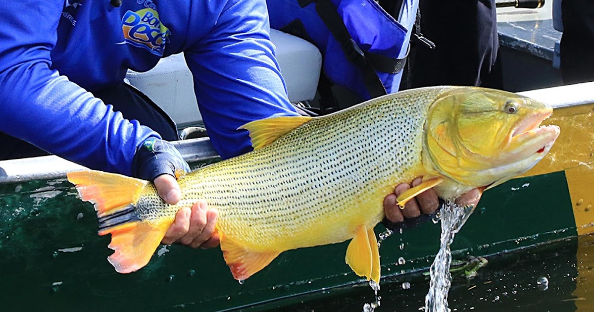 No Mar Profundo: Dourado, o peixe que virou símbolo da conservação da ...