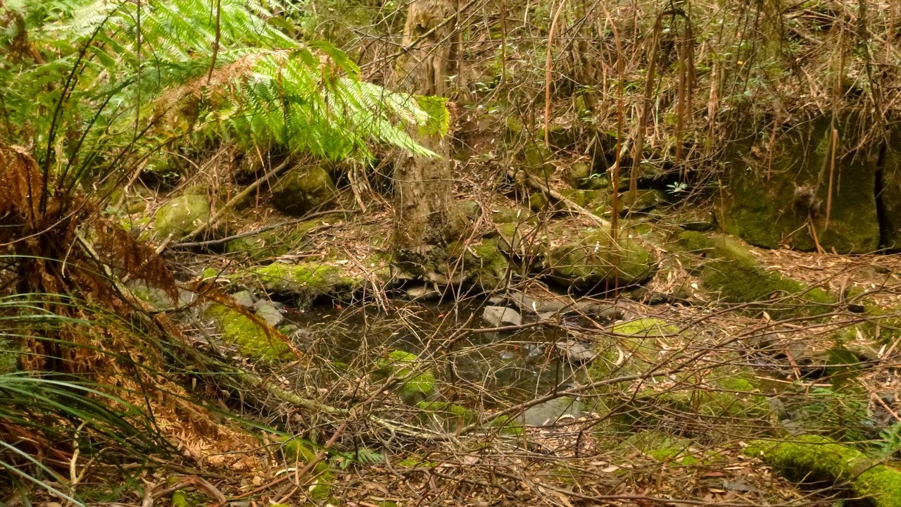 Ramblings: Nierinna Creek – Tramway Hill – Margate Rivulet