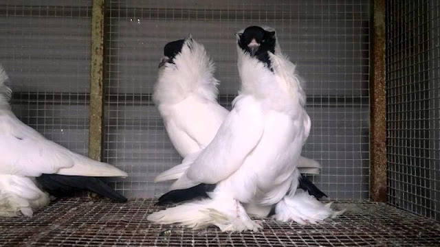 World of Pigeons and Doves: Schmalkalden Moorhead ( Schmalkaldener ...