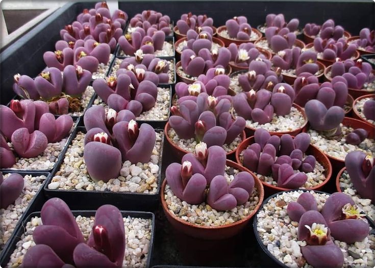 Lithops optica 'Rubra' (Living Stones)