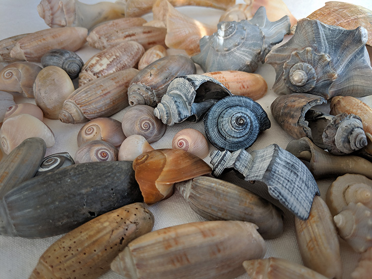 Nessy Designs: Sea Shell Collecting
