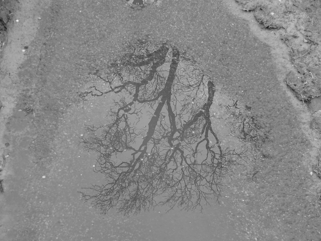 Reflection Water Puddle Photography | Still Paused