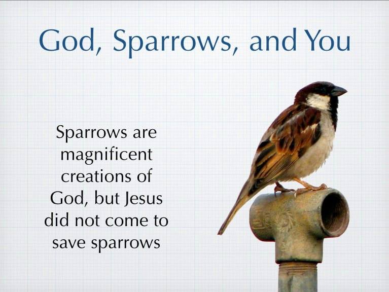 God, Sparrows, And You - A Lutheran Layman