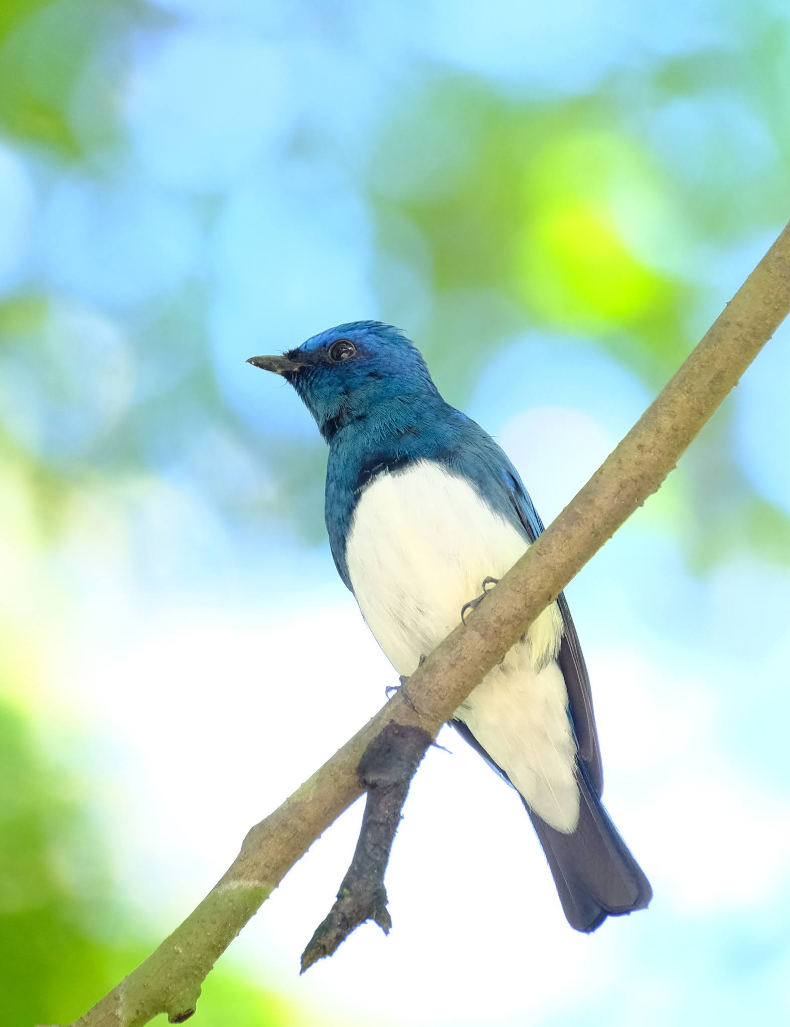 Mike is the name Birding is the game ( Birding in Malaysia - Malaysian ...