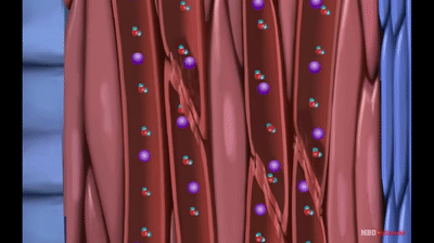 SONU ACADEMY: TEXT: TRANSPORTATION IN PLANTS - CLASS-VII CBSE