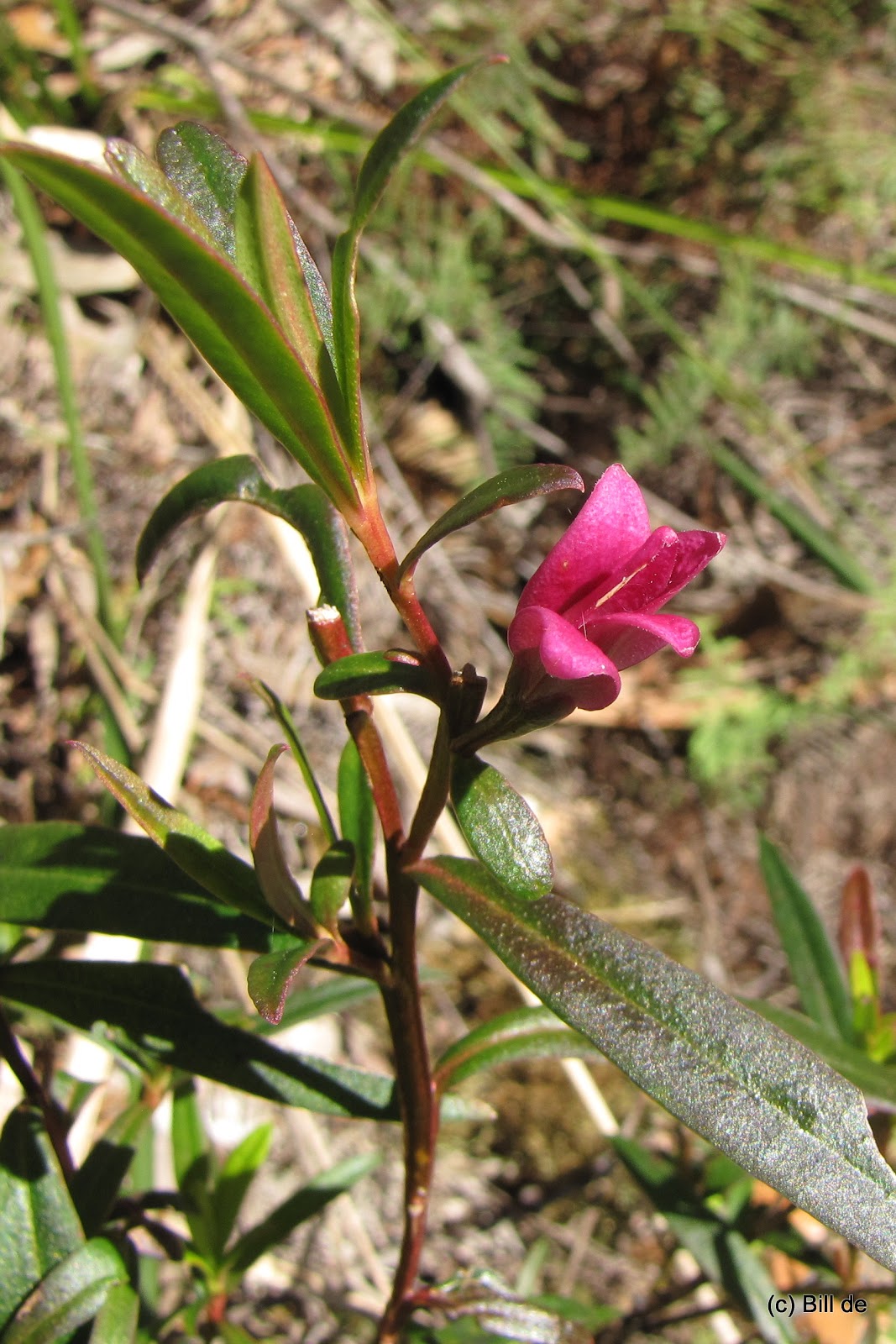 Sydney's Wildflowers and Native Plants: Crowea saligna - Small Crowea.