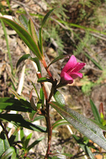 Sydney's Wildflowers and Native Plants: Crowea saligna - Small Crowea.