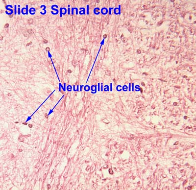 Brain Psicologia: ANATOMÍA Y FISIOLOGÍA DEL SISTEMA NERVIOSO