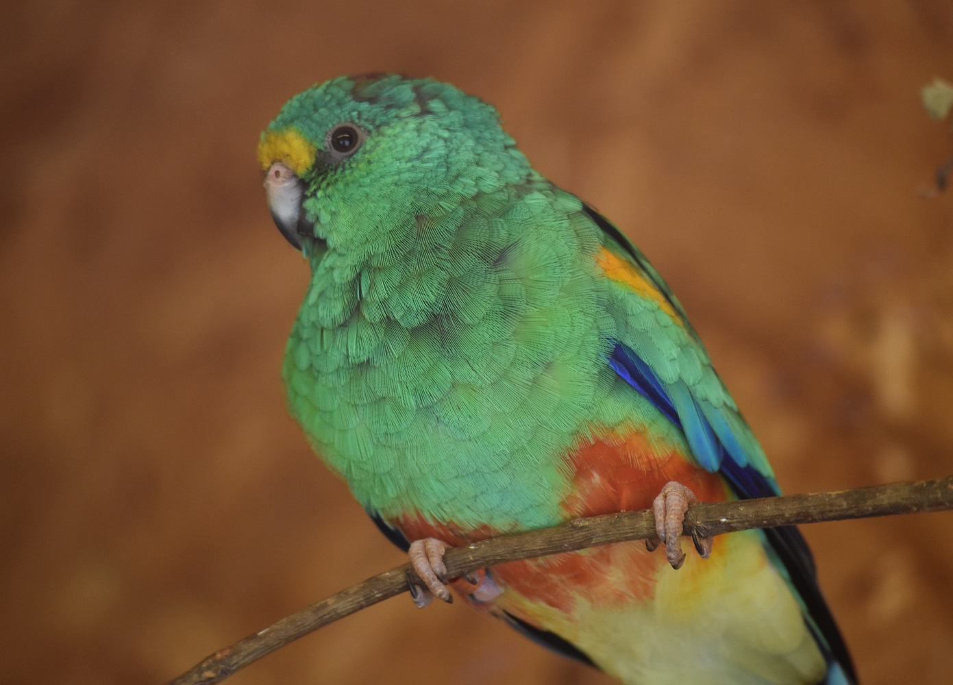 ZOOTOGRAFIANDO (6.100 ANIMALS): PERICO VARIADO O MULTICOLOR / MULGA ...