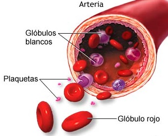 DIBUJOS IMAGENES BIOLOGIA SISTEMA APARATO: IMAGENES DE LOS GLOBULOS ROJOS