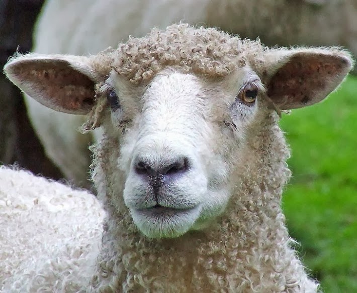 Where Five Valleys Meet: Bee Skep Collection