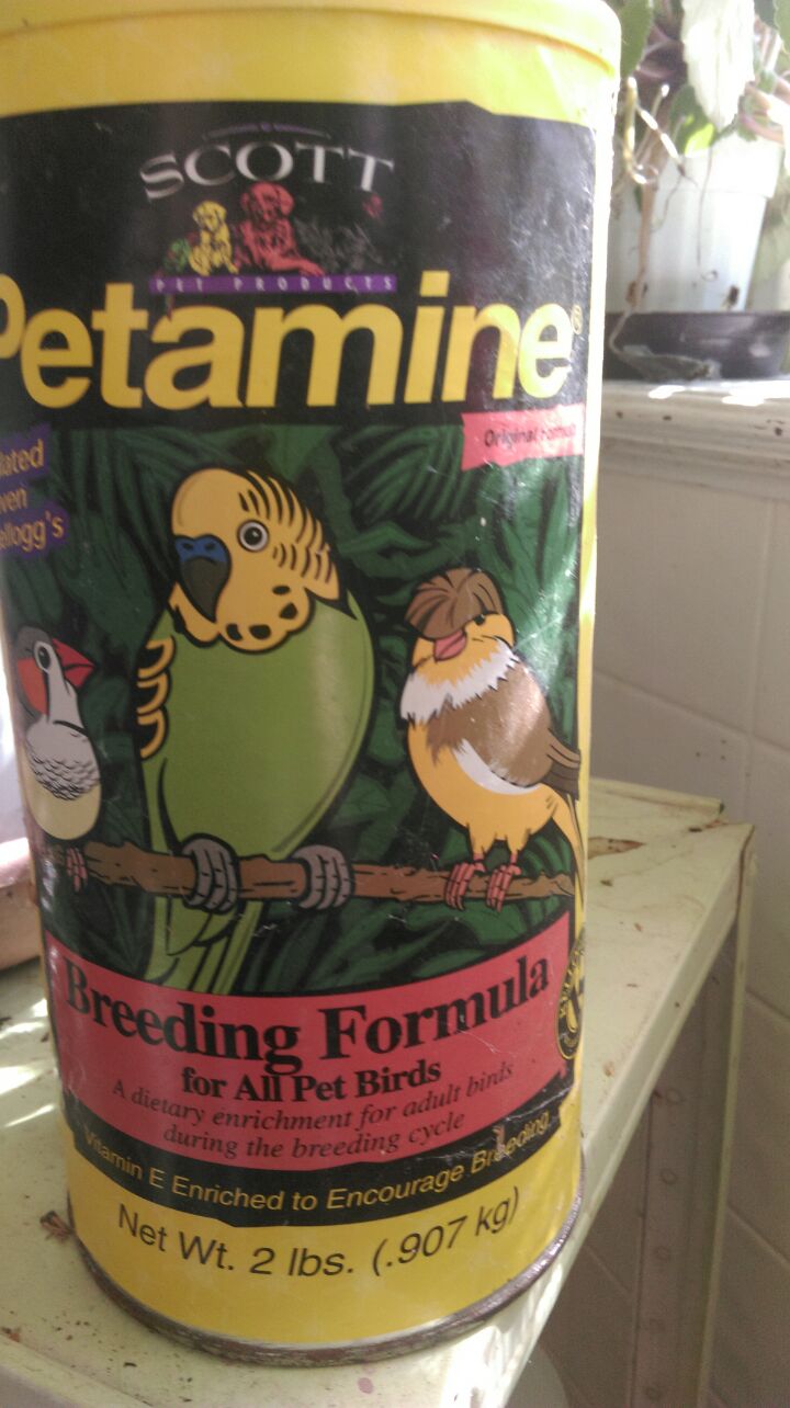 Suburban Canary - Song Birds