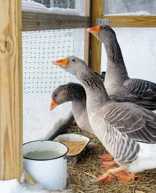 What Do Backyard Geese Eat? - Fresh Eggs Daily® with Lisa Steele