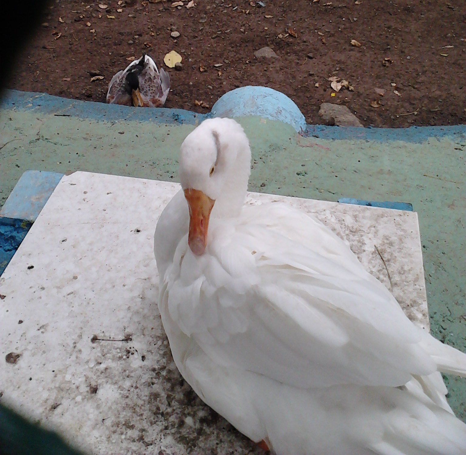 Garden Care Simplified: Red Champa Frangipani Flowering Plant Care and ...