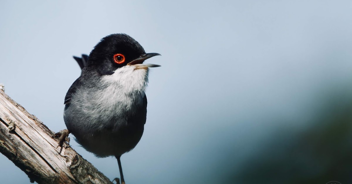 O RINCÓN DO BICHIÑO