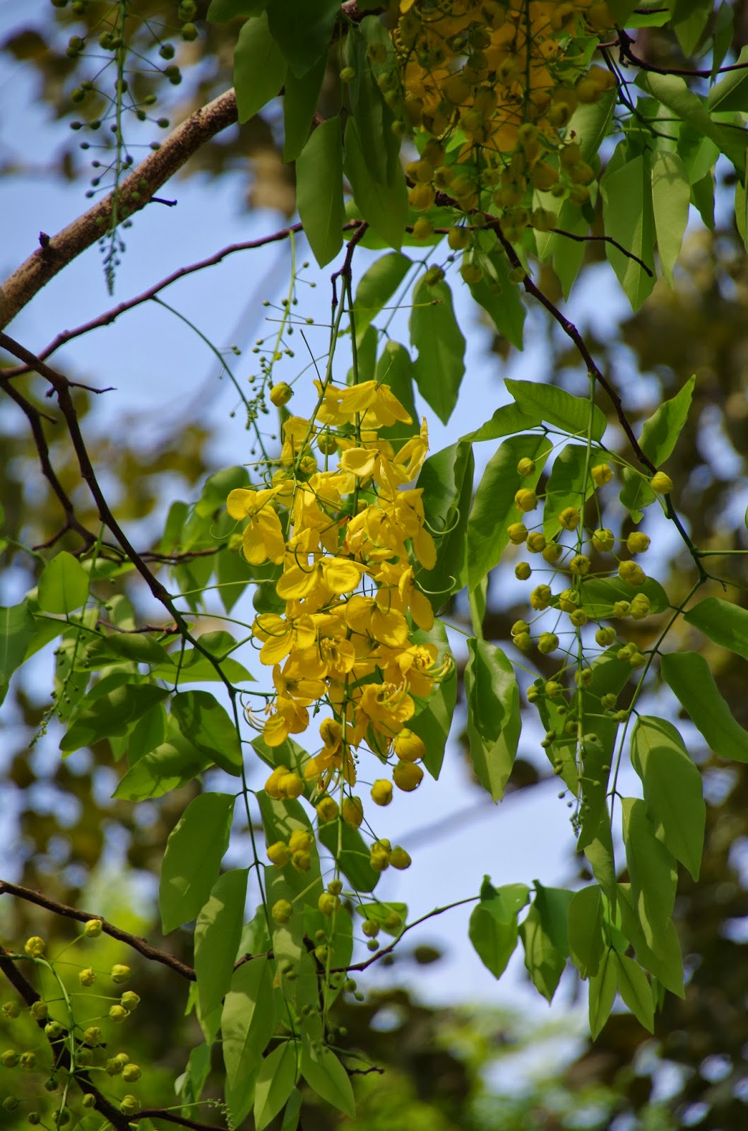 Trees and Plants: Cassia Fistula I
