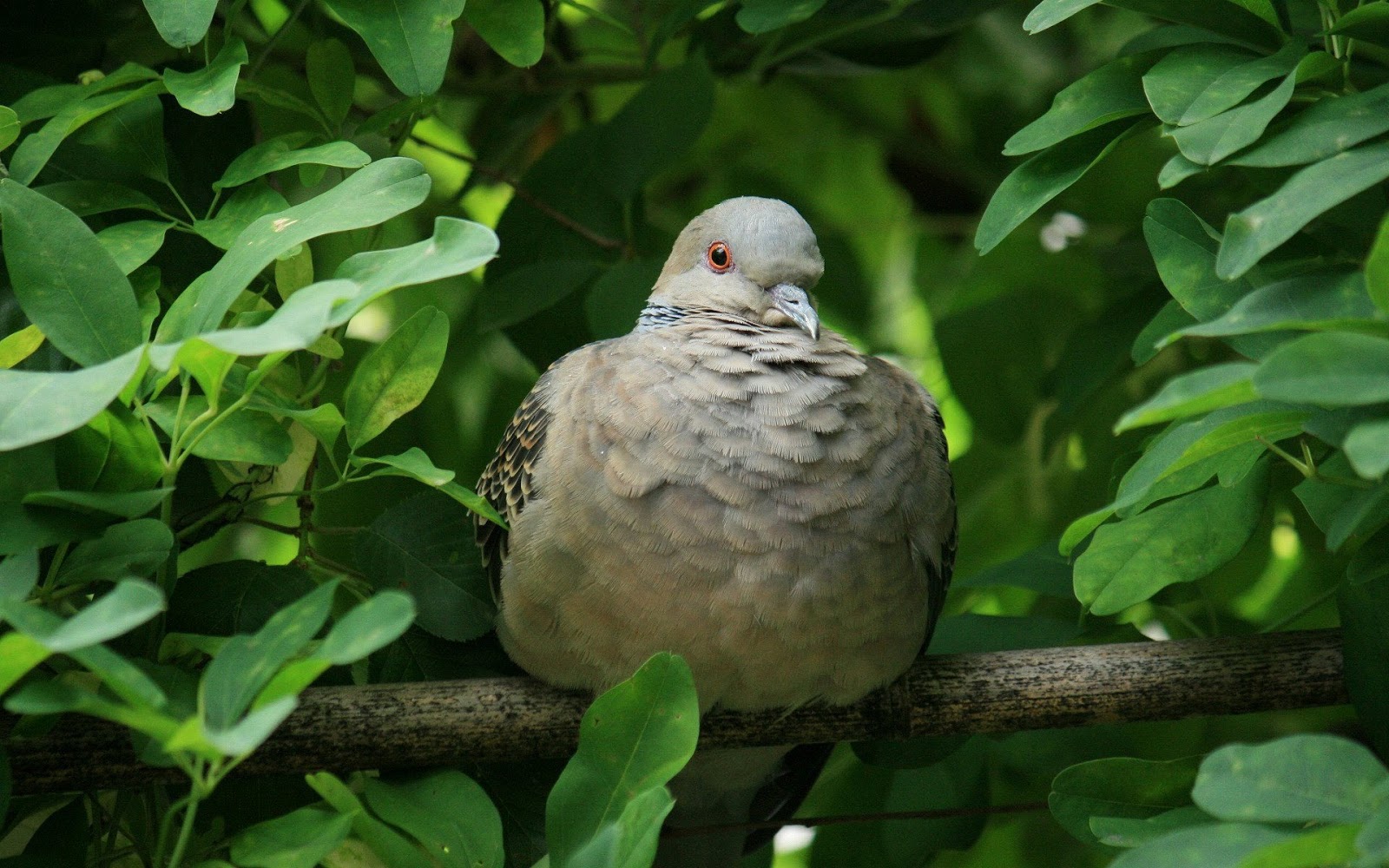 Pigeon on Tree Wallpaper