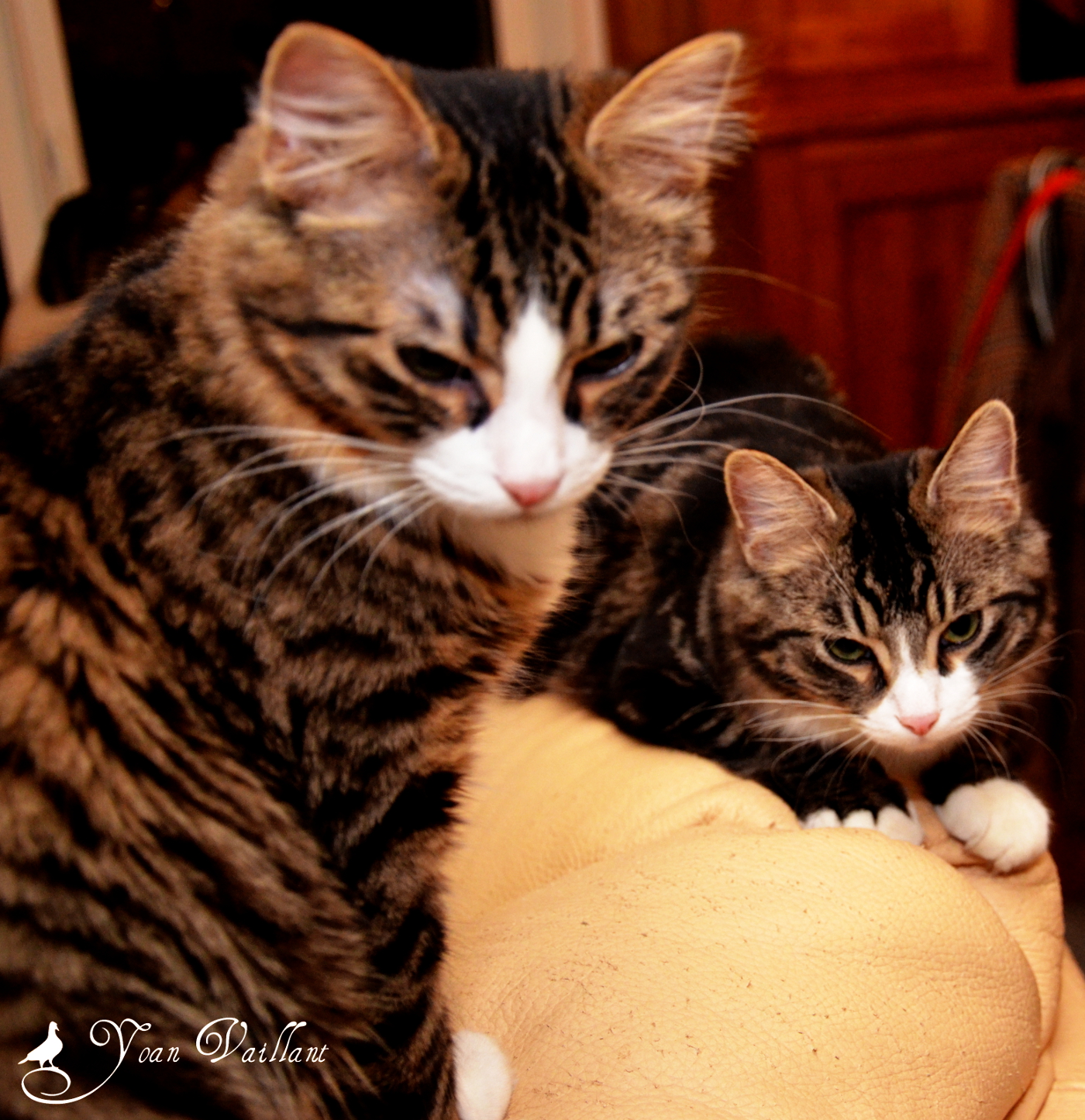 Feeling good in a picture ...: Portrait de chat, la fin