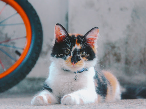 15 Keping Koleksi Gambar Kucing Comel