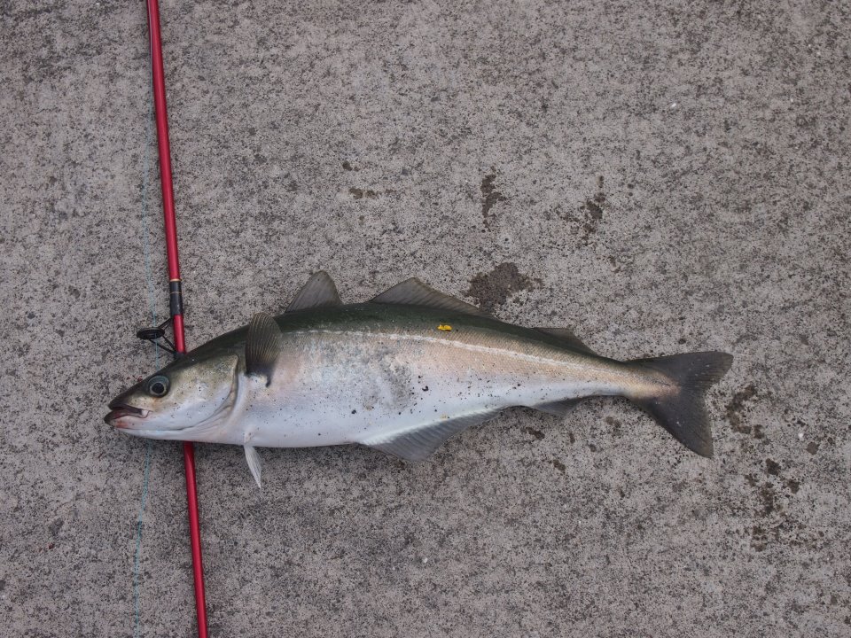 Benjamin Fish's Instagram, Twitter & Facebook on IDCrawl