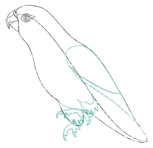 Pencil sketches and drawings: How to Draw a Parrot