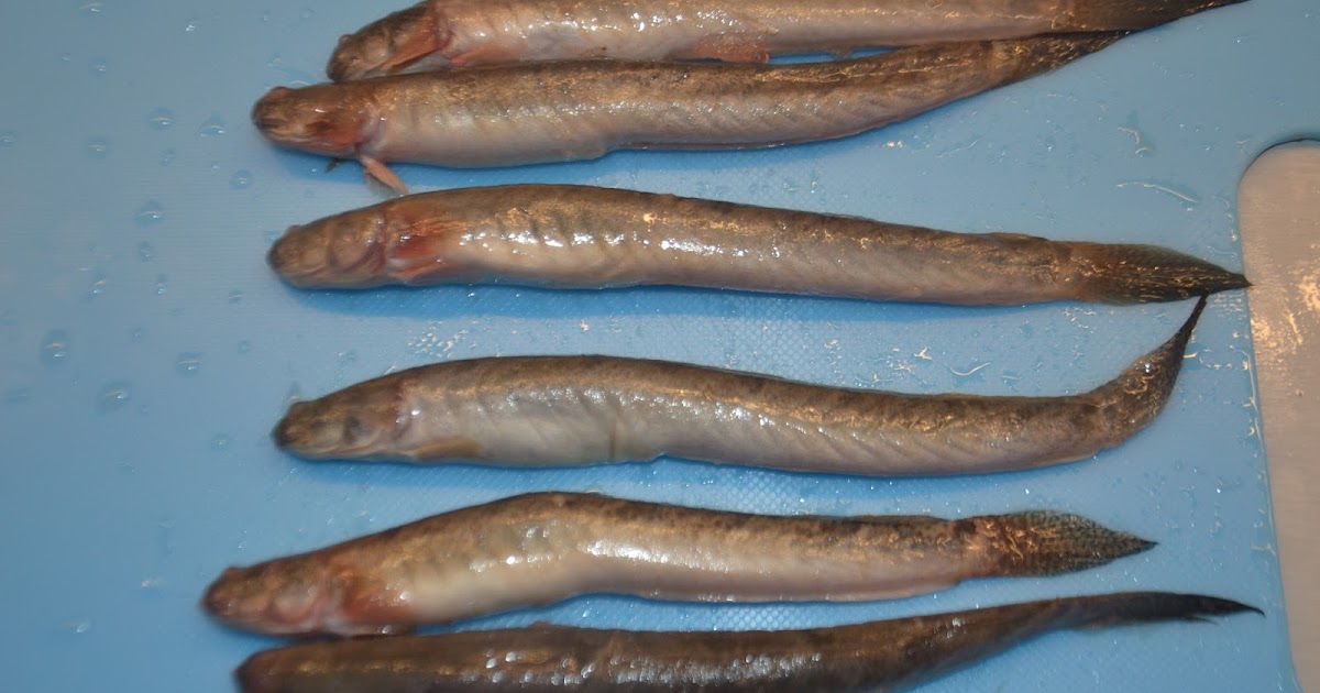 Oppdag Fisk!: Keo Fisk/Keo Fish/Pseudapocryptes Lanceolatus (Ferskvann)