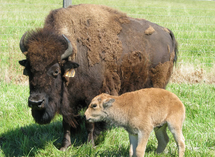 Bison Amerika, Raksasa Bertanduk yang Hampir Punah | RE Tawon