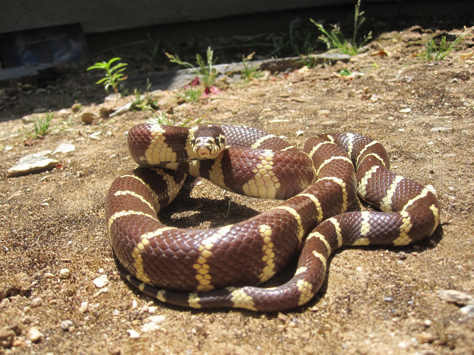 Cannundrums: California Kingsnake