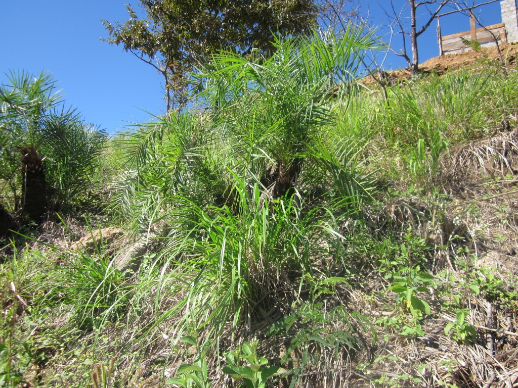 Cycad (Eenthu) | KERALA NATURE AND AYURVEDA