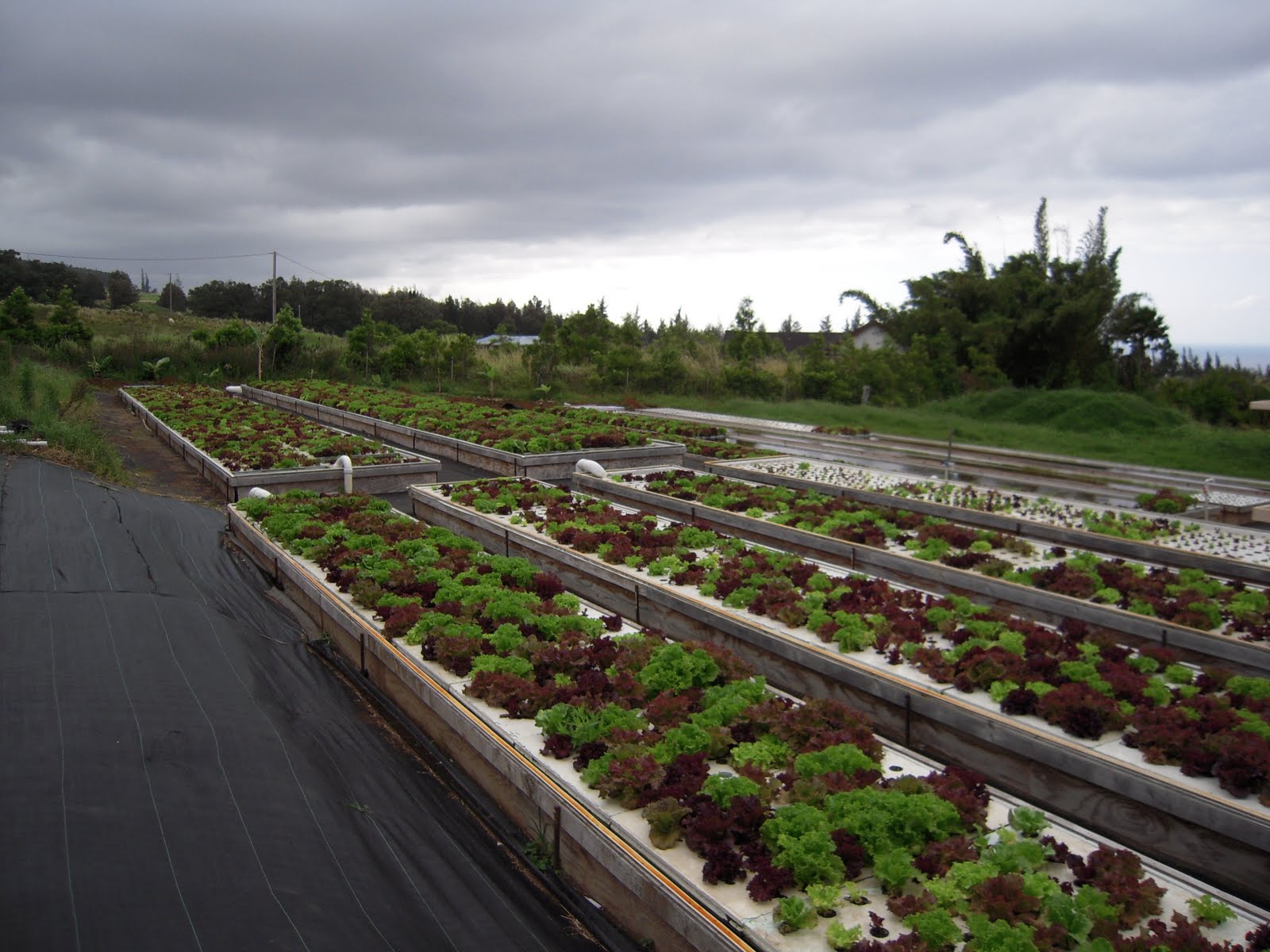 Howling Moose Gardens: More trough work, and planting!