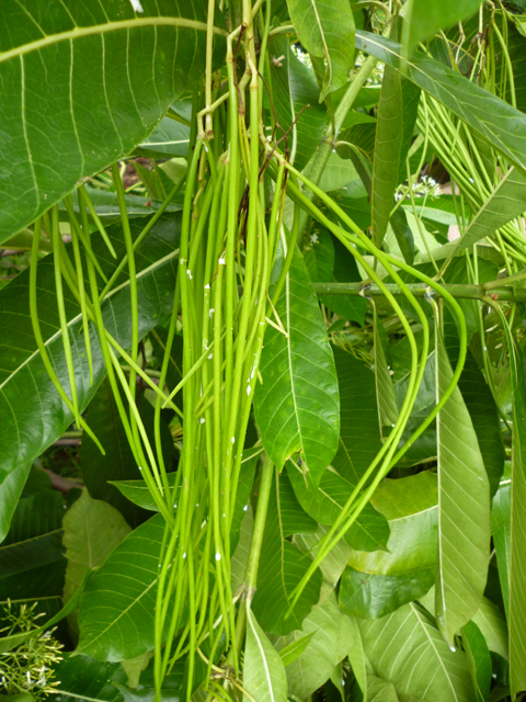 Milk Wood Alstonia - Hawari nuga | SL Flora