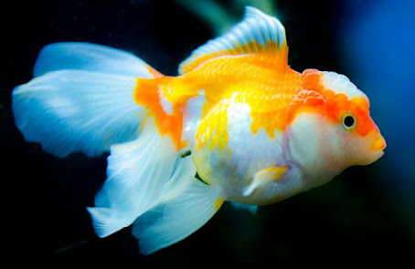 Goldfish: Characteristics, Classification, Farming and much more ...