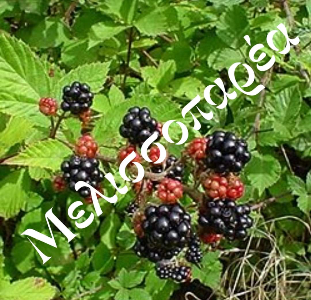 Xmbeekeeping: Βατομουριά, βάτος, βατσινιά,Σμέουρο ( Rubus idaeus )