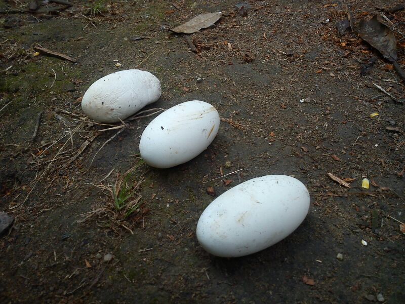 Info Spesial Telur Ular, Ide Terbaru!