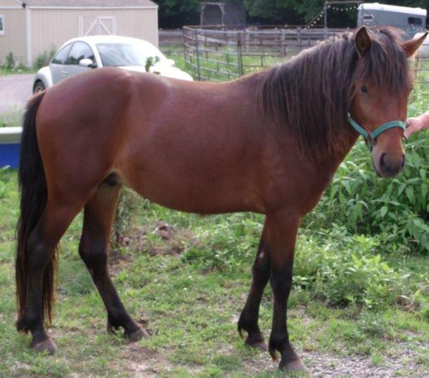 The Newfoundland Pony Blood Lines: Newfoundland Pony Stallion for Sale