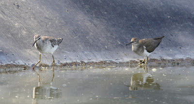Another Bird Blog: Where There's Muck