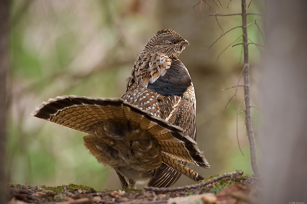 El ojo del buitre: Aves - Guaco de collar (Bonasa umbellus)