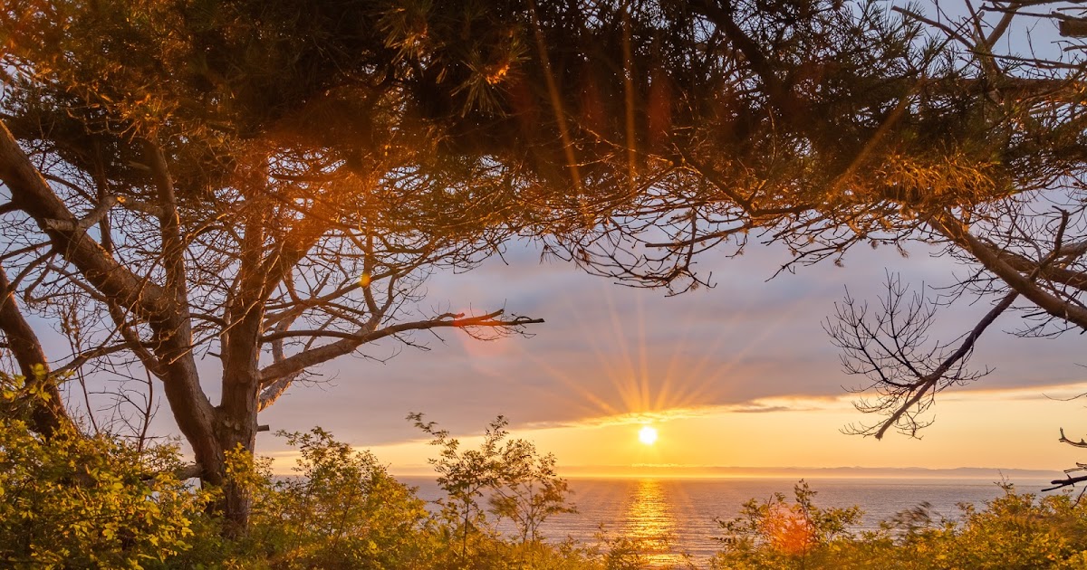 A Tree Falling: Olympic Peninsula, July 2021: Dungeness and Sequim